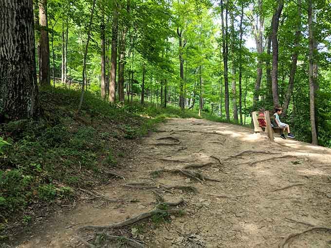 Sometimes the best seat in the house is a simple bench surrounded by towering trees and birdsong.