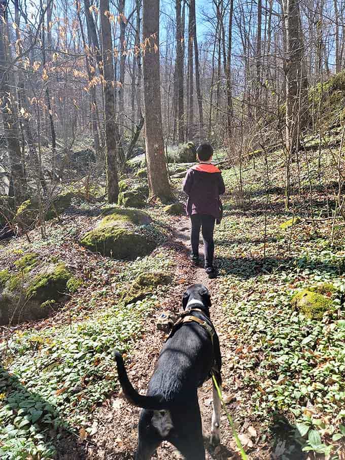 Hiking buddies exploring moss-covered boulders, because adventures are always better with a four-legged companion who never complains about the distance.