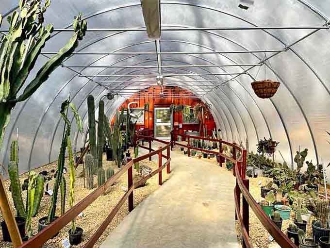 Inside this greenhouse, cacti line up like they're waiting for their close-up in a desert fashion show.
