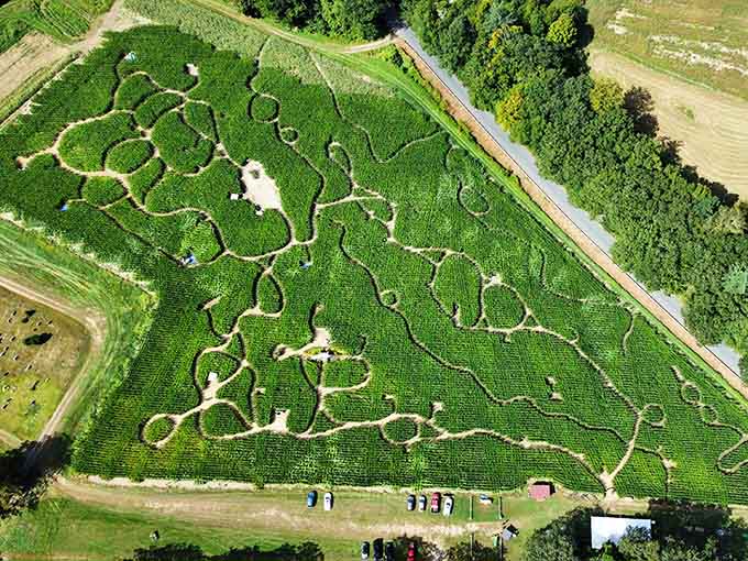 The corn maze sprawls across acres, challenging visitors to find their way through agricultural artwork that changes yearly.