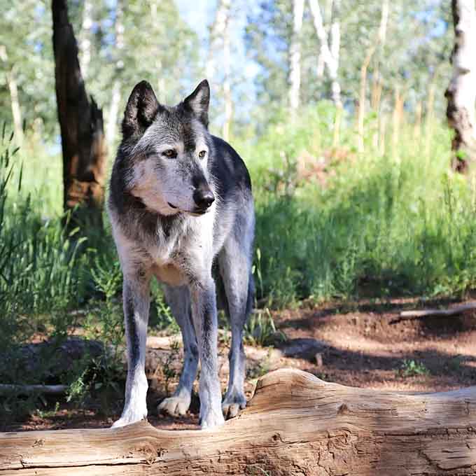 This wolf's confident stride suggests he knows exactly how magnificent he looks and isn't being humble about it.