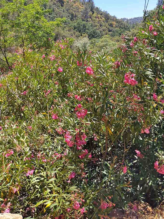 Wildflowers add splashes of color to the landscape like nature's own interior decorator went to work.