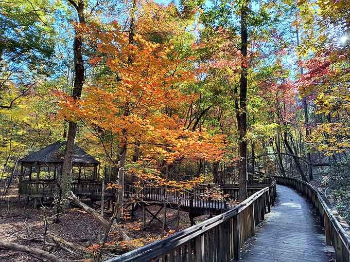 Autumn transforms these boardwalks into tunnels of gold and crimson that belong in a fantasy novel's opening chapter.