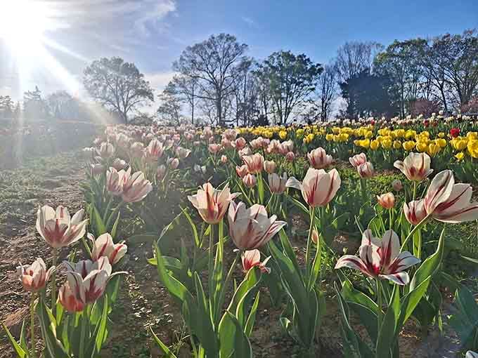 Striped tulip varieties create natural artwork that no painter could improve upon, honestly just stunning.