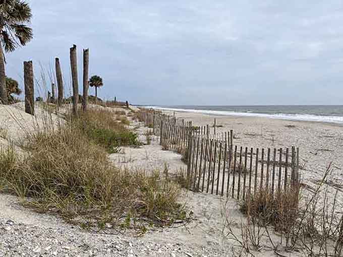 Sand fences and sea oats work together protecting dunes, the unsung heroes of every beautiful beach you've ever loved.