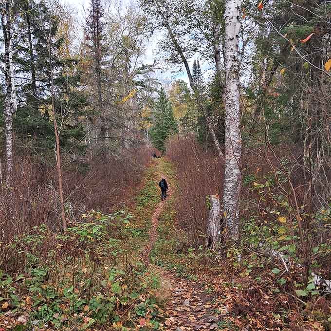 Bear Head Lake State Park's trails wind through forests that make you understand why people write poetry about trees.