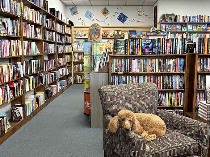 A cozy bookstore complete with a napping poodle, because every great reading nook needs a furry literary critic.
