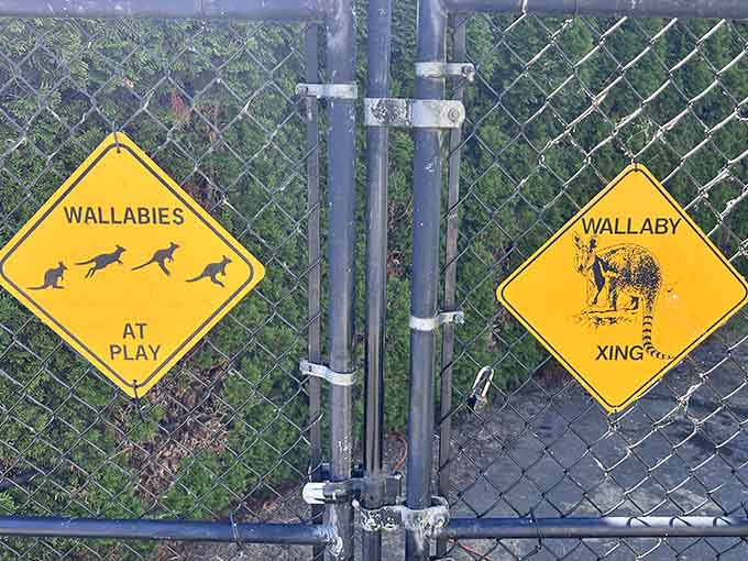 The only road signs in America where "Wallabies at Play" and "Wallaby Xing" are completely legitimate traffic warnings.