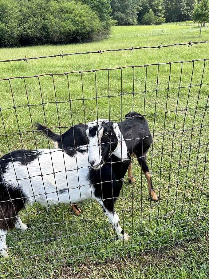 Farm goats provide the entertainment between flower picking sessions, because every great farm needs adorable ambassadors.