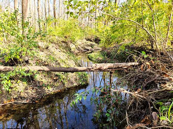 The peaceful creek meanders through dappled sunlight, offering tranquil reflections that make you forget your phone exists for once.