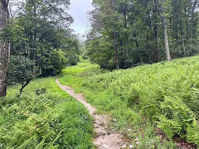 Fern-lined trails create that enchanted forest vibe without requiring a trip to New Zealand.