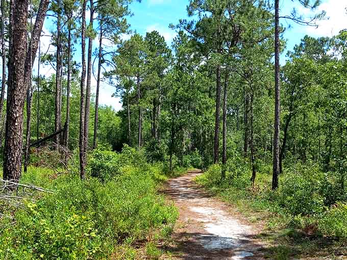 These sandy trails wind through pine forests that smell exactly like summer camp, minus the questionable cafeteria food and awkward dances.