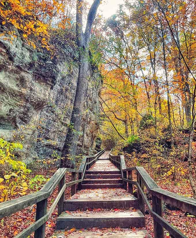Autumn-kissed stairs lead deeper into the forest where every turn reveals nature showing off its seasonal wardrobe.