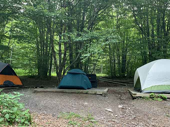 Campsites tucked among the trees, offering front-row seats to nature's nightly star show.
