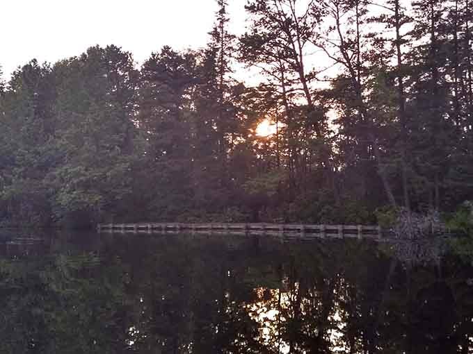 Sunset through the trees turns ordinary evening light into something worthy of a gallery wall back home.