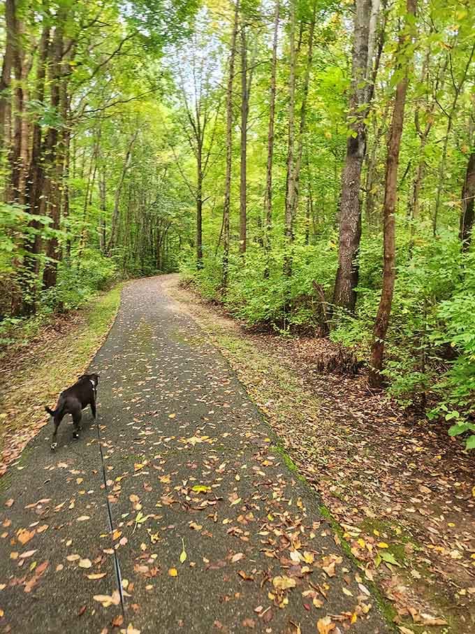 Forest paths beckon with that perfect combination of challenge and beauty that makes every ride feel like an adventure.