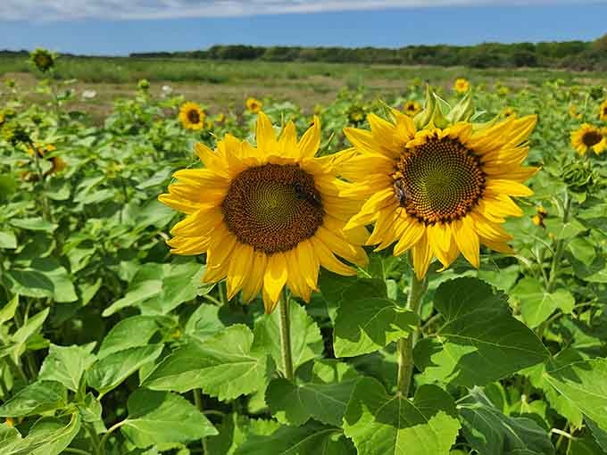 Sunflowers standing at attention like nature's solar panels, cheerfully soaking up that Florida sunshine all day.
