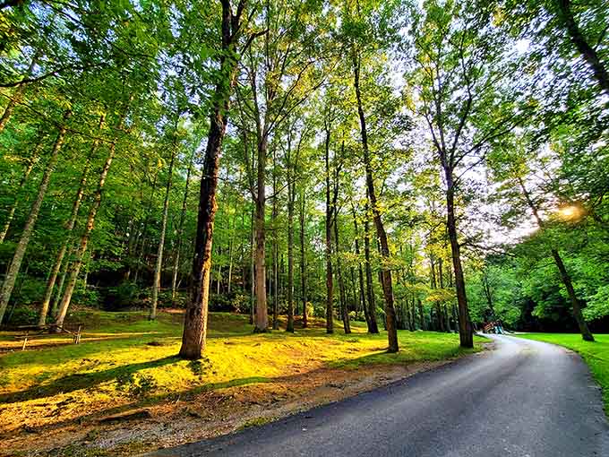 Tree-lined roads that wind through the park like nature's own scenic highway system.