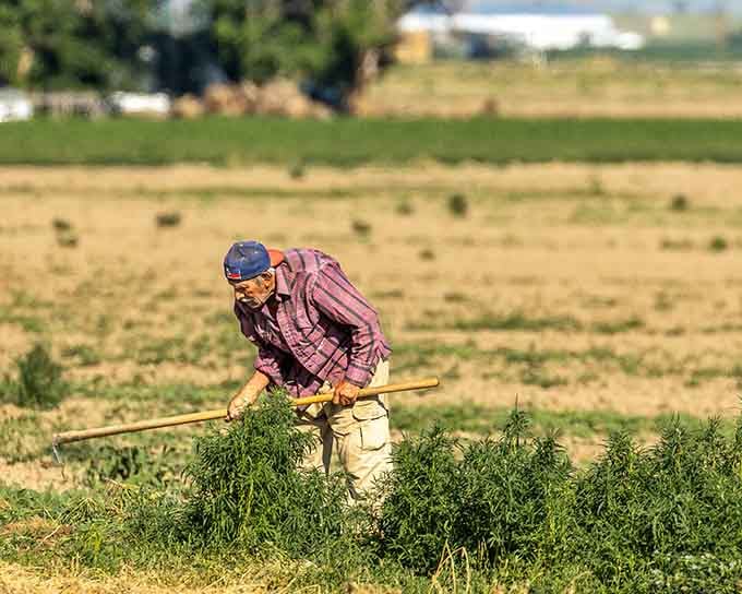 Local agriculture thrives here, connecting you to food sources that don't involve mysterious supply chains.