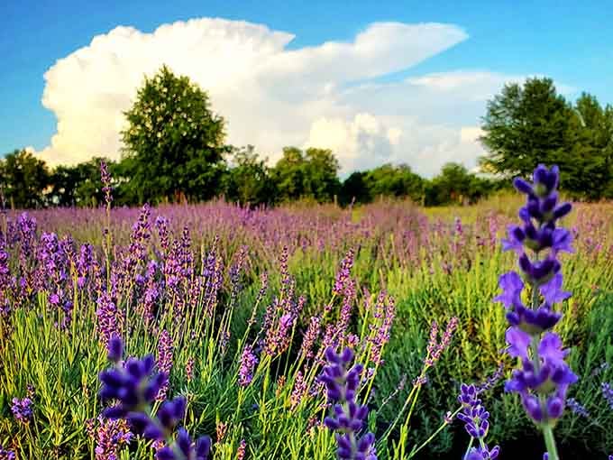Close-up proof that lavender is basically nature's way of showing off its artistic skills and fragrance game.