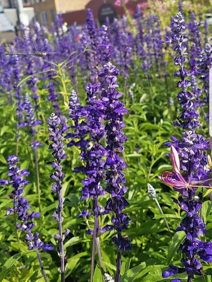 Purple blooms frame the tower like nature's own Instagram filter, no app required.