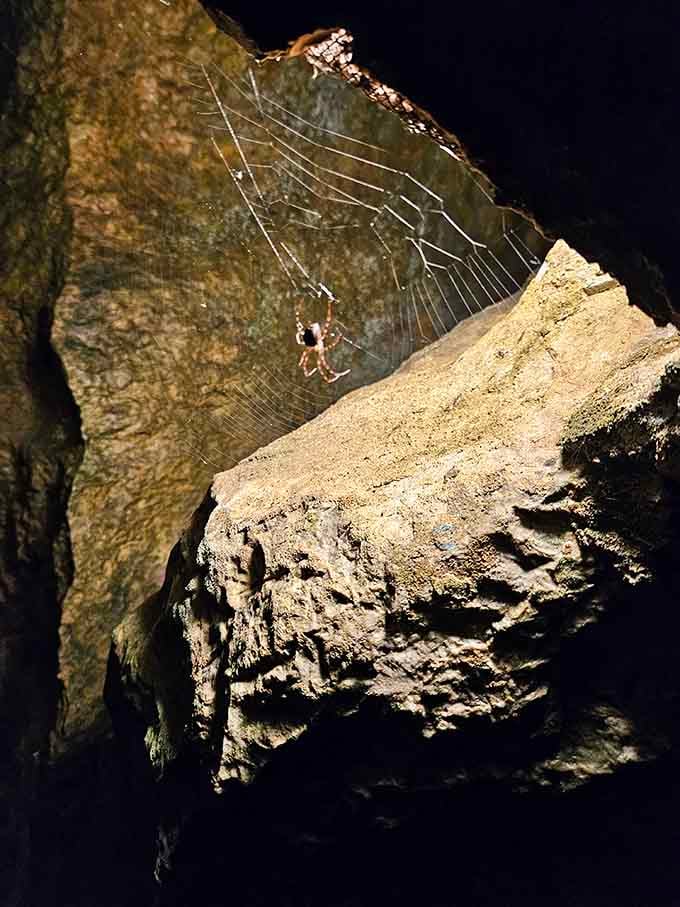 Even spiders find the caverns irresistible, spinning webs in darkness like nature's own underground interior decorators.