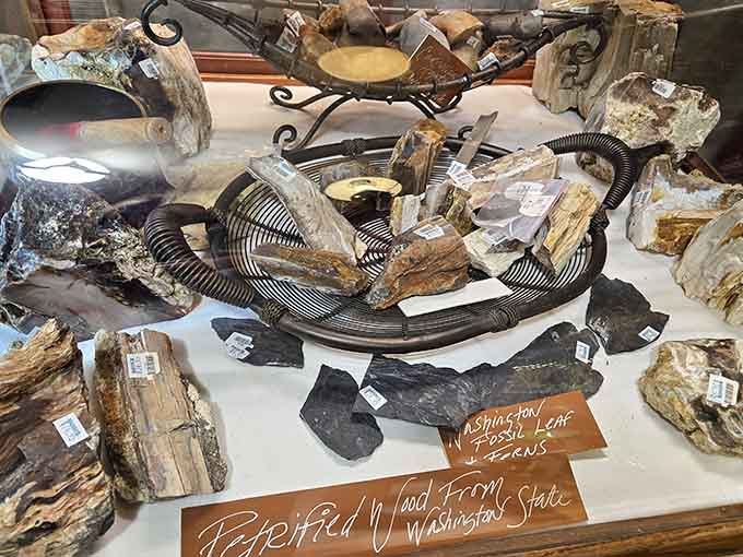 Petrified wood from Washington State reminds visitors that even rocks have stories, given enough time and pressure to tell them.