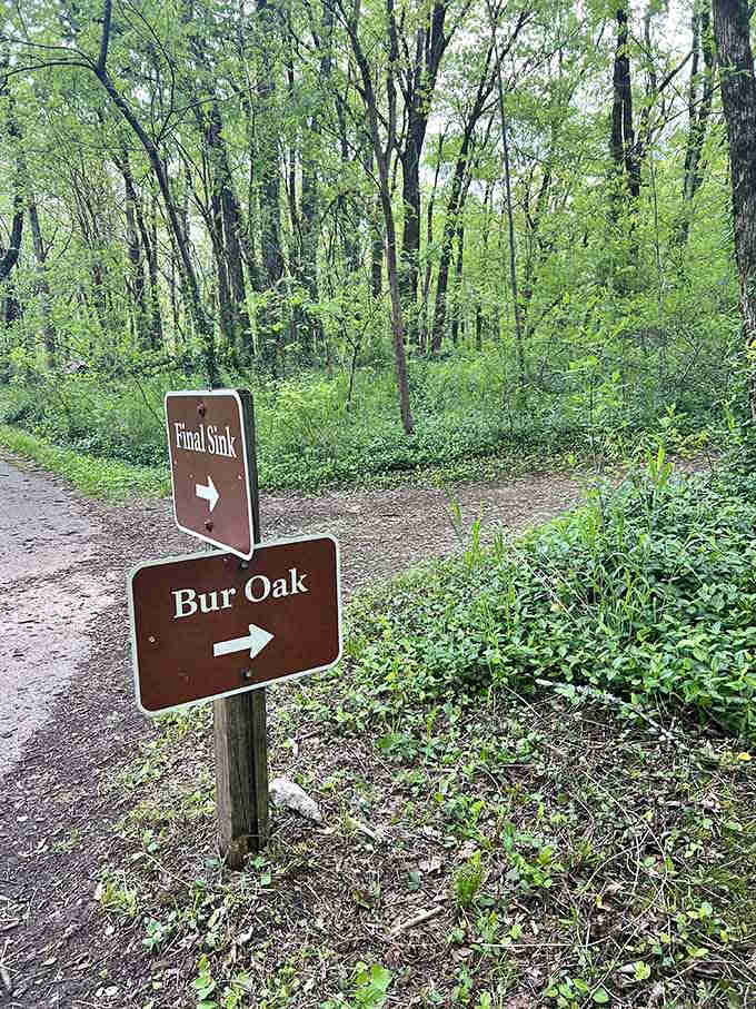 Trail signs pointing toward adventure, or at least toward trees with interesting names and good shade.