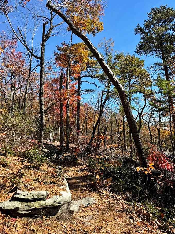 Fall colors paint the forest in nature's favorite palette, with that one dramatic leaning tree stealing the whole show.