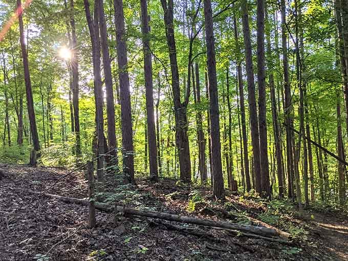 Sunlight filtering through towering trees like nature's own cathedral. No admission fee, no dress code required.