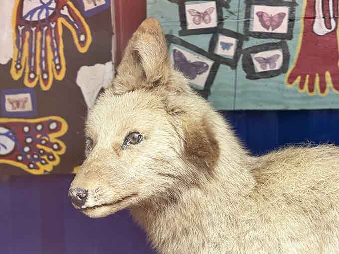This taxidermy fox gazes knowingly at visitors, as if guarding secrets only the museum's collection truly understands.