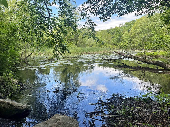 This tranquil pond reflects the sky so perfectly, you might forget which way is actually up.