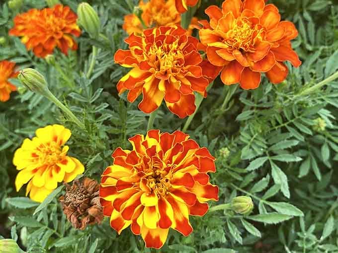 Marigolds bring the heat with colors so bold they make traffic cones look subtle by comparison.