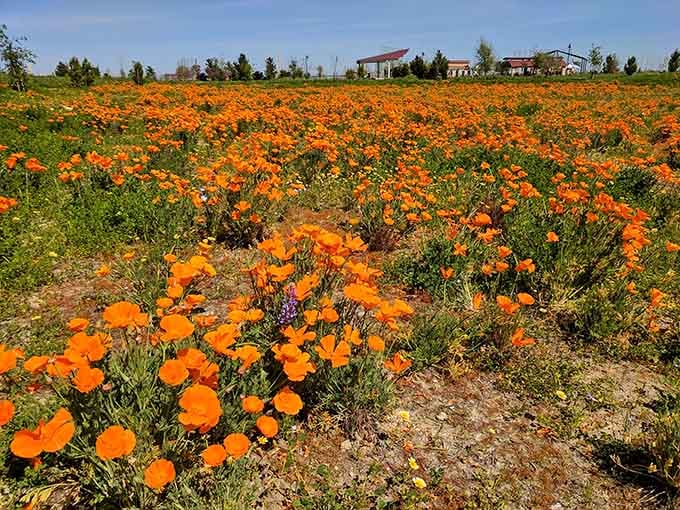 When California poppies bloom here, it's like nature decided to throw an orange party on the lawn.