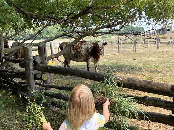 Even the cattle take shade breaks, proving that Minnesota summers have always required strategic cooling-off periods.
