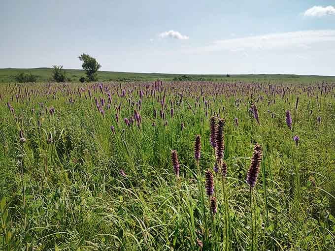 Prairie blazing star rises like purple fireworks frozen mid-burst, adding drama to an already theatrical landscape.