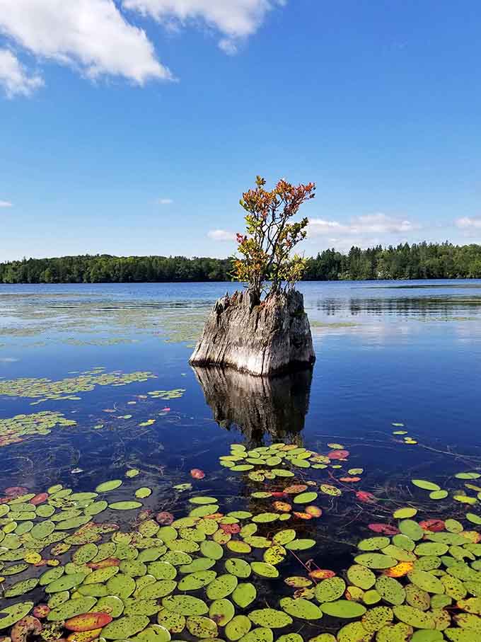 Even the tree stumps here have personality, standing proud like natural sculptures in their lily pad gallery.