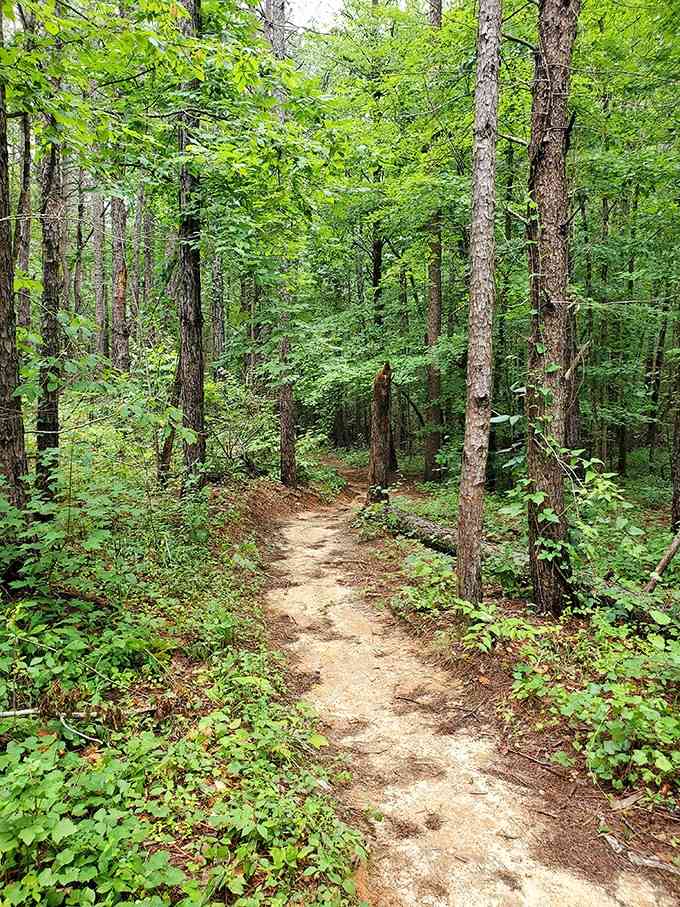 The trail meanders gently through the forest, wide enough for comfortable hiking without feeling like you're on a highway.