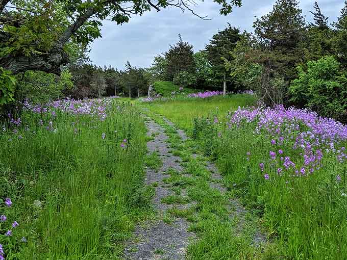 Purple wildflowers line the trails in spring, turning your hike into a walk through nature's garden.