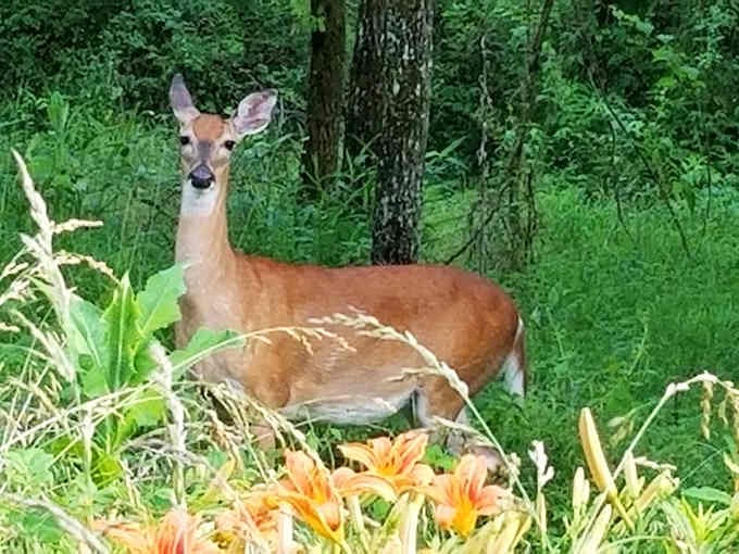 White-tailed deer pause among wildflowers, offering lucky drivers a glimpse of the forest's shy residents.