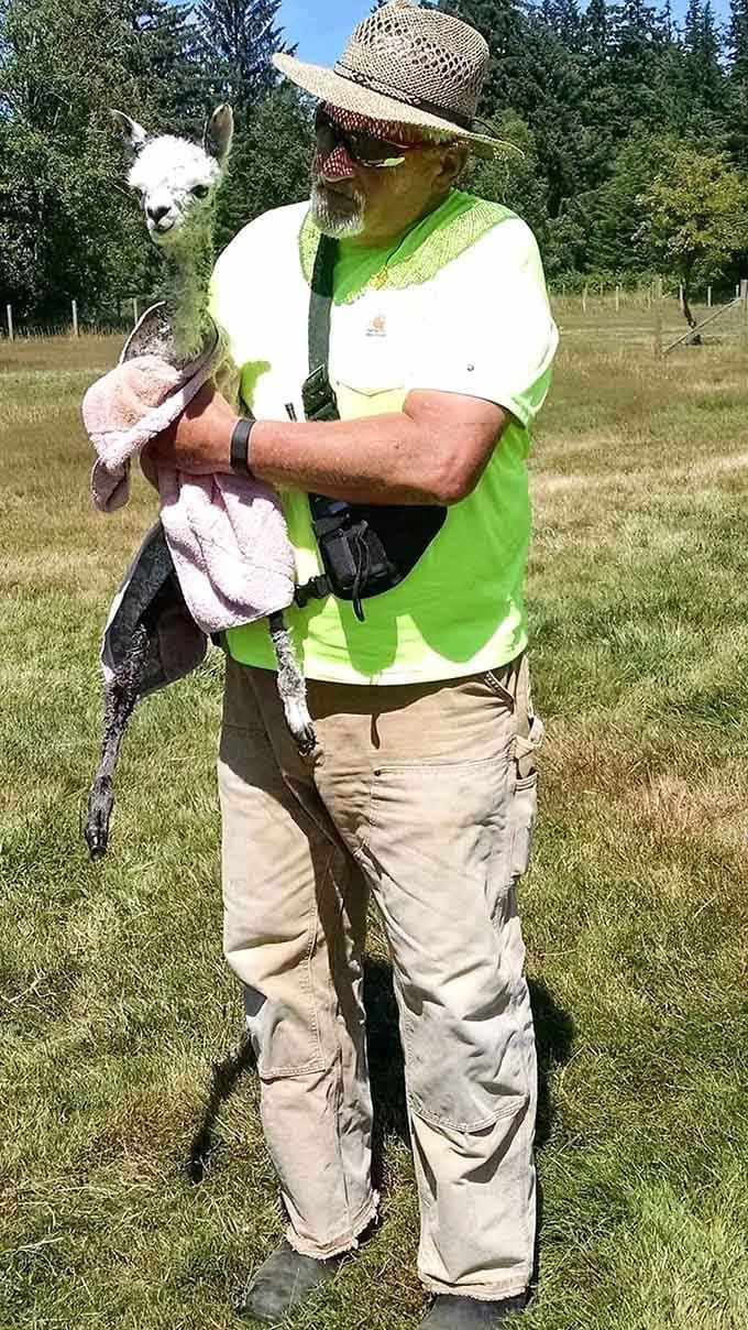 Holding a baby alpaca is basically like cradling a cloud that occasionally makes adorable humming sounds at you.