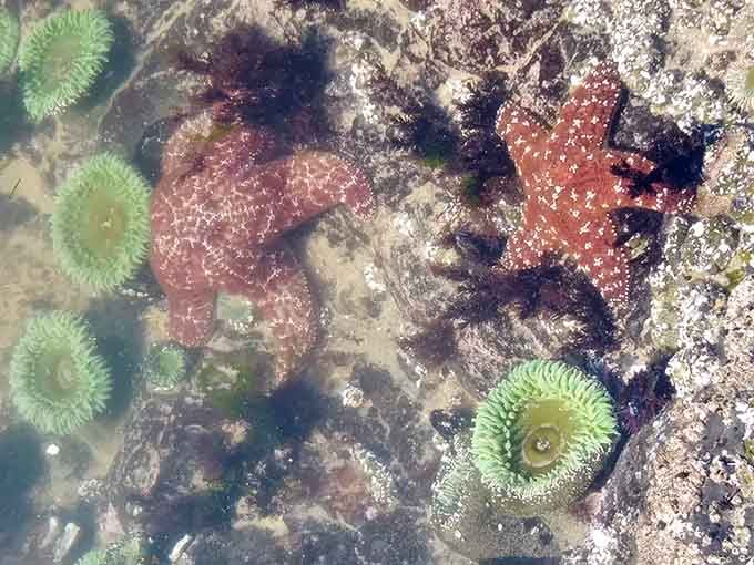 Ochre sea stars and green anemones create an underwater garden that rivals any terrestrial flower display.
