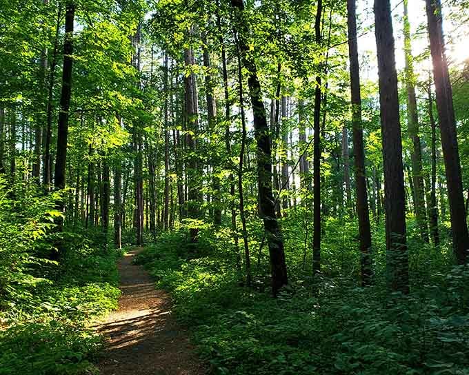 Sunlight filters through these trees like nature's own cathedral, minus the uncomfortable wooden pews.