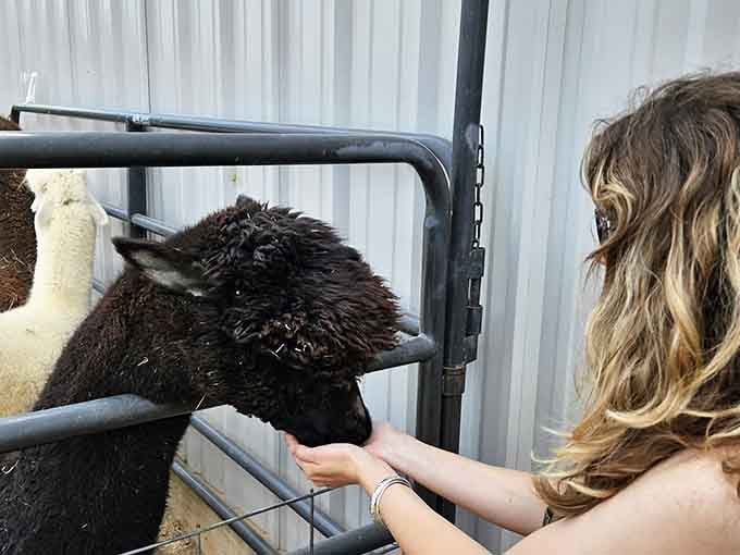 Getting this close to a dark-fleeced alpaca feels like meeting a celebrity who's surprisingly down-to-earth and friendly.