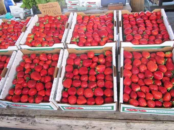 Fresh Florida strawberries so red and perfect they make grocery store berries look like they've given up on life.