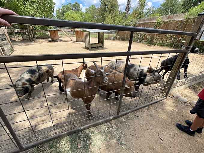 Friendly faces waiting at the feeding zone, where every visitor becomes an honorary zookeeper for the day.