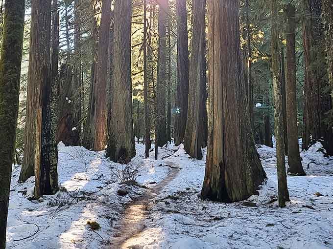 The trail winds through old-growth forest that makes you feel wonderfully small in the best way.