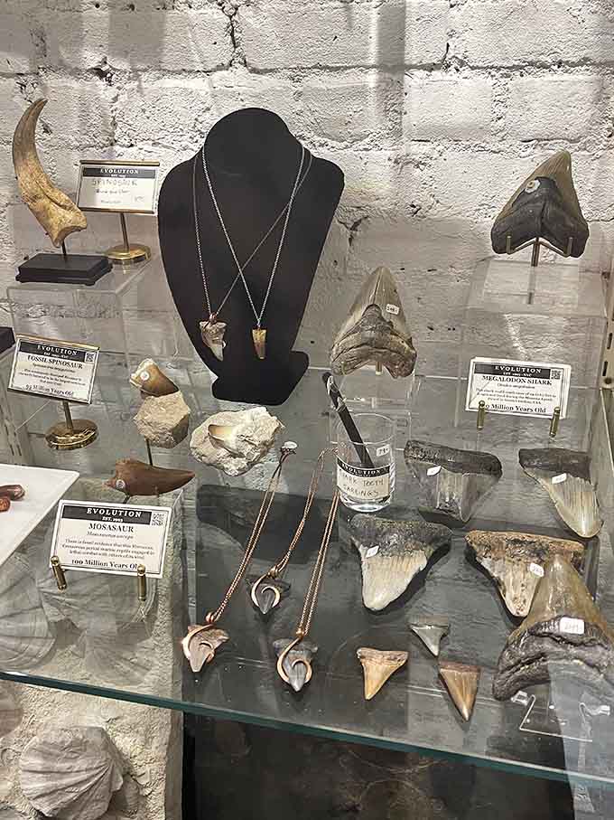 Fossilized shark teeth and prehistoric claws, the ultimate conversation starters for people who have everything else.