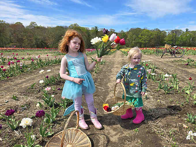 Kids with baskets bigger than they are, selecting tulips with the seriousness of art curators choosing masterpieces.