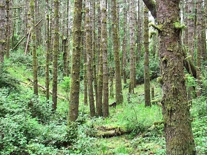 Dense forest growth creates a green wonderland that feels like stepping into another world entirely, minus the wardrobe.